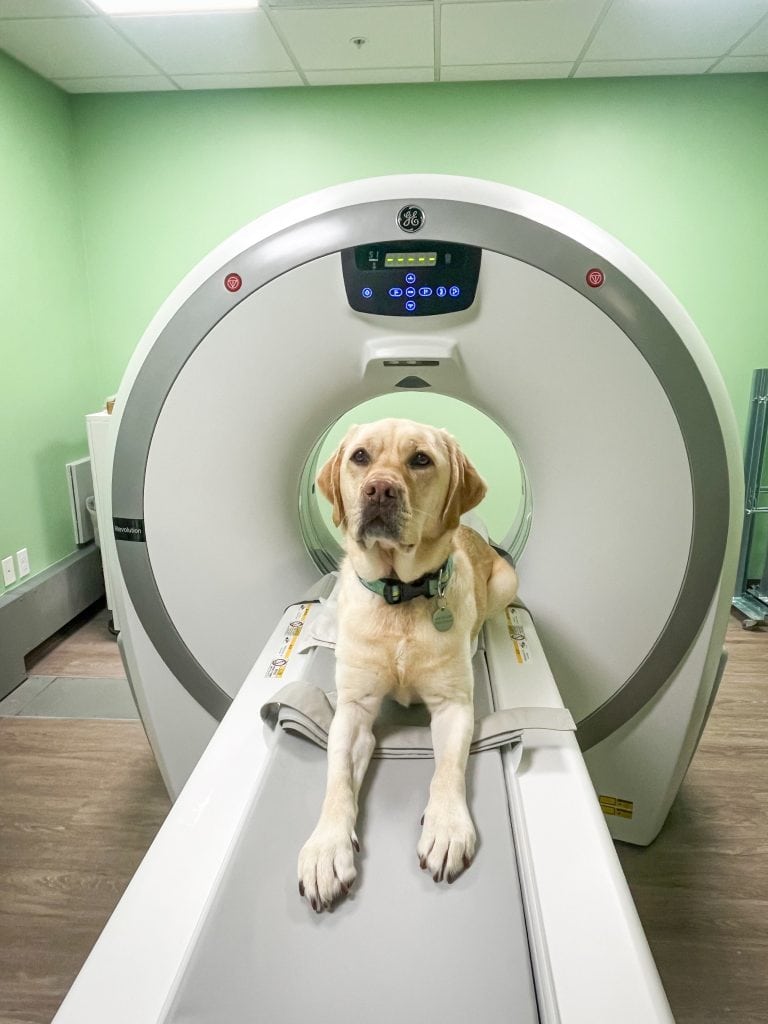 CT vs X Rays: What is the Difference and When Do Pets Need Each?